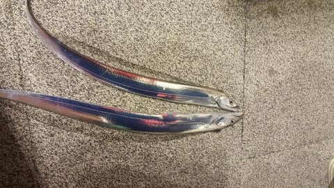 갈치낚시 다녀왔습니다. : 네이버 블로그