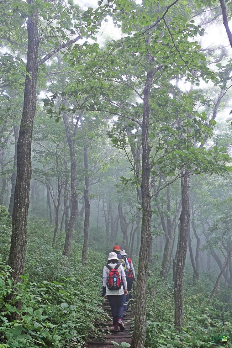 강릉여행 구름 속의 산책 강릉 바우길 1구간 선자령풍차길 걷기 네이버 블로그