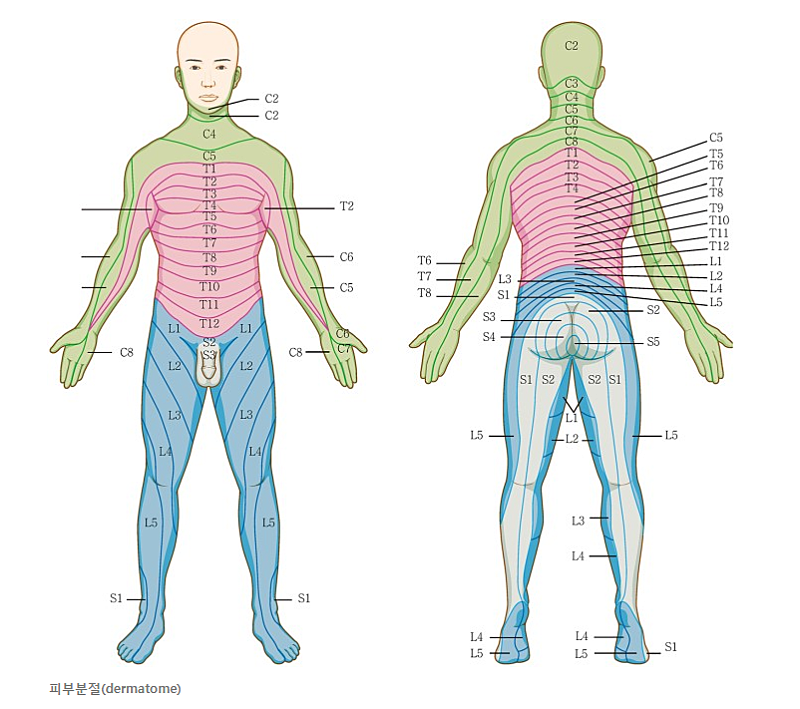 [SCI 국시정리]근육분절(Myotome)별 Key Muscle, ASIA Scale : 네이버 블로그