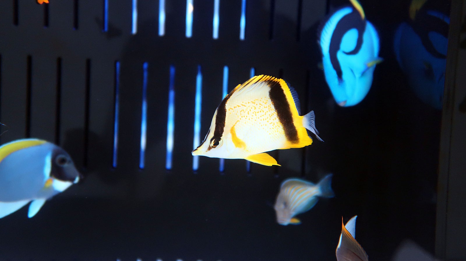 아프리카, 호주 나비고기, 엔젤피쉬 소개합니다. : 슬로 SLO