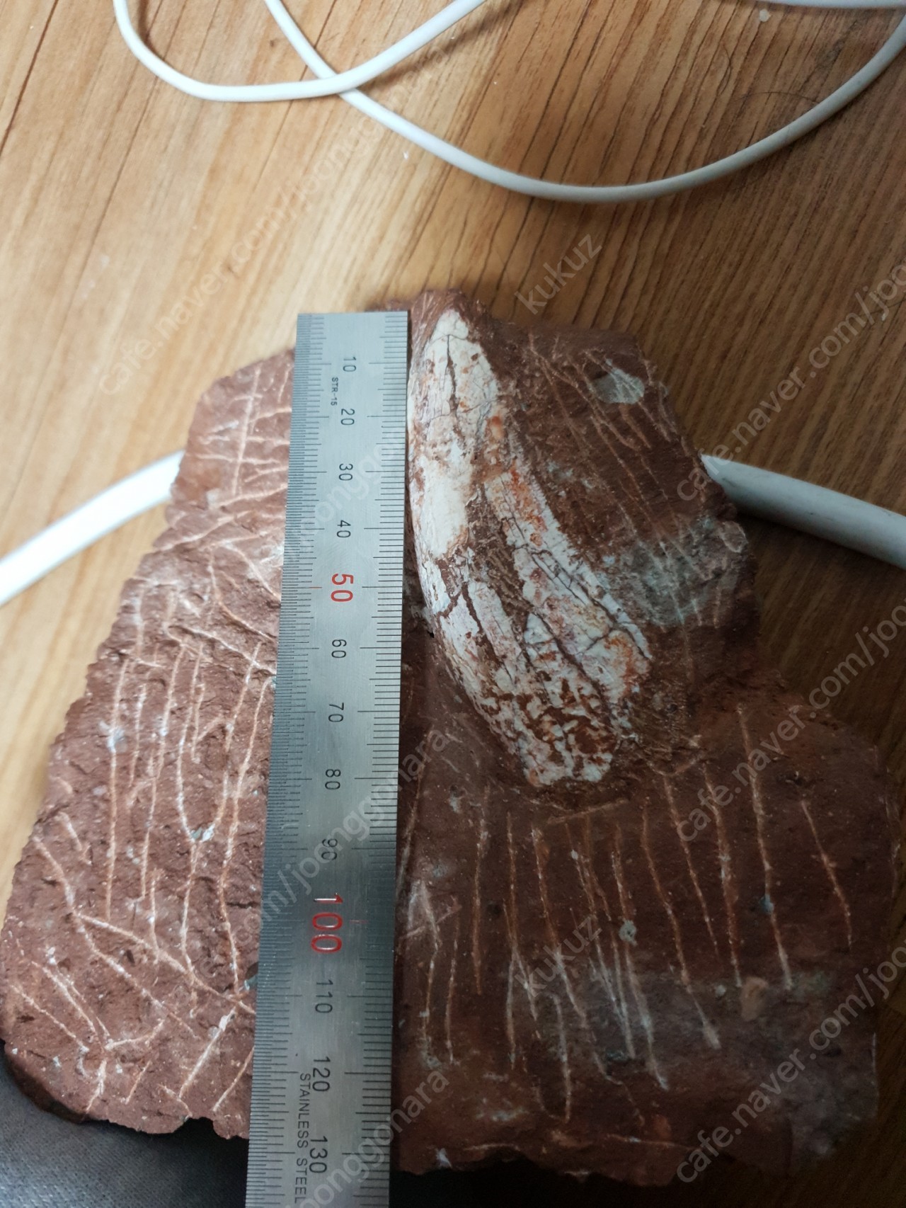티라노사우루스 이빨화석 예술작품 골동품 수집 중고나라