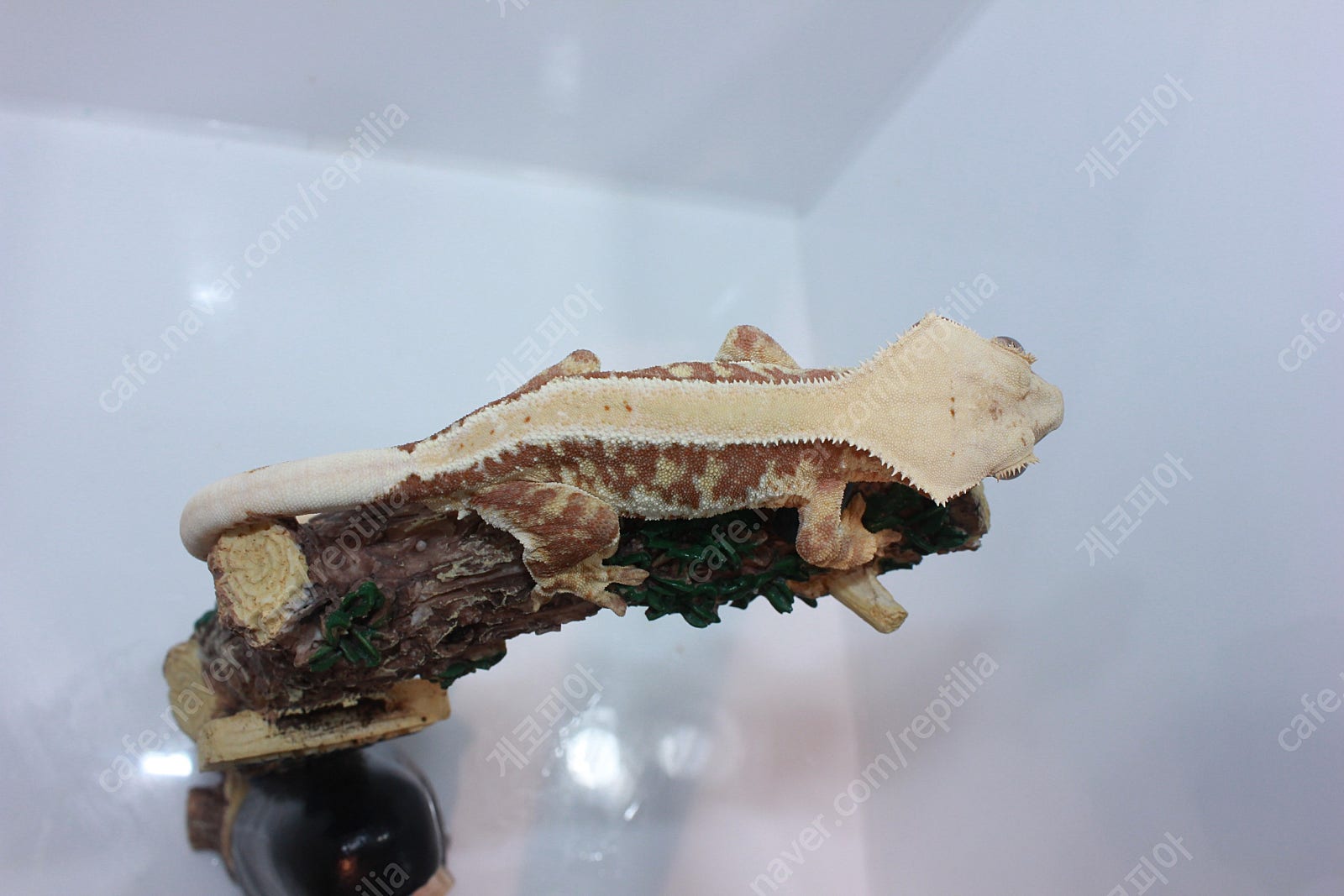 레드 트익할 릴리화이트 다수 분양합니다 네이버 블로그