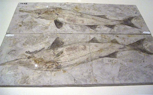 사라져 버린 양쯔강의 수호신, 중국주걱철갑상어(바이쉰) 이야기 : 네이버 블로그