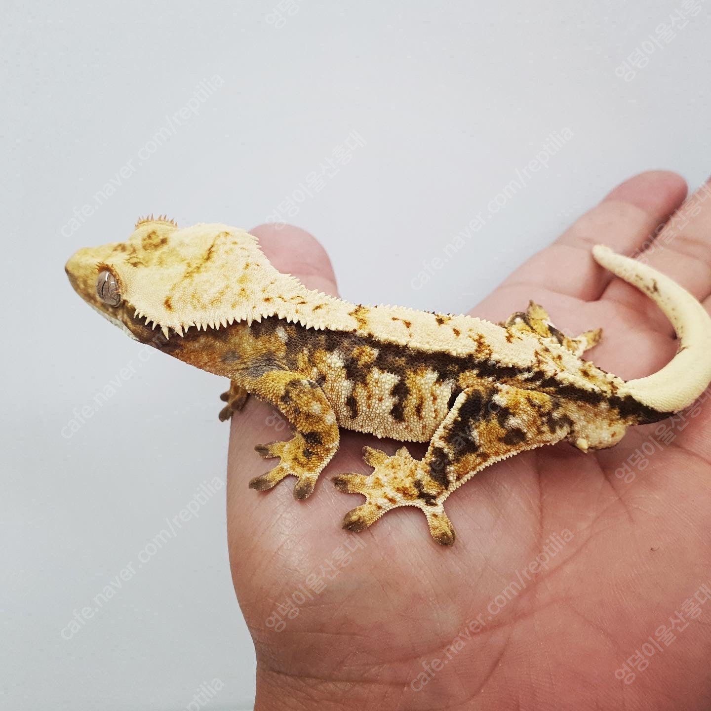 도마뱀키우기 크레스티드게코 선주비원더님 개체들 분양리스트 올립니다 울산크레분양부산크레분양서울크레분양크레스티드게코분양