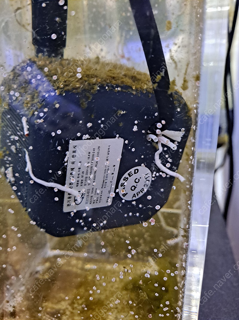 (가격인하) 45큐브 해수어항 배면섬프, 다이 등 일괄... | 반려동물 | 중고나라