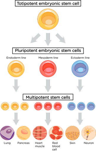 [생명과학 세특/의대 생기부 및 약대생기부] 줄기세포에 대한 정확한 이해를 바탕으로 하는 탐구활동 : 네이버 블로그