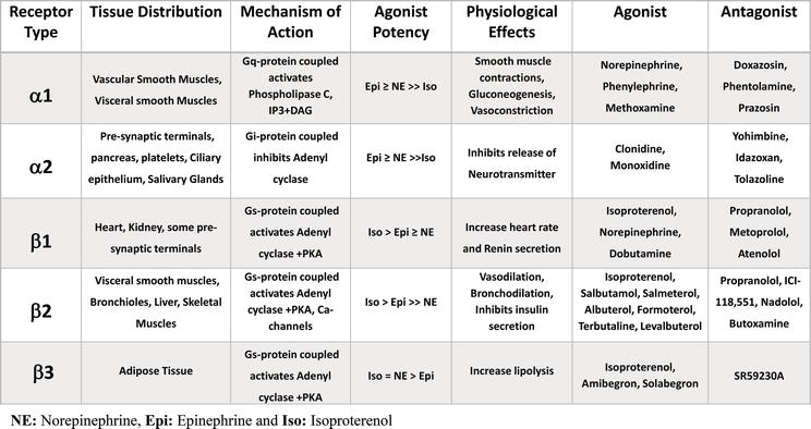 (과학탐구활동 18편) [Adrenergic receptor] 의학적 탐구활동, 겉핥기식이 아닌 '깊이 있게' 해보세요 ...