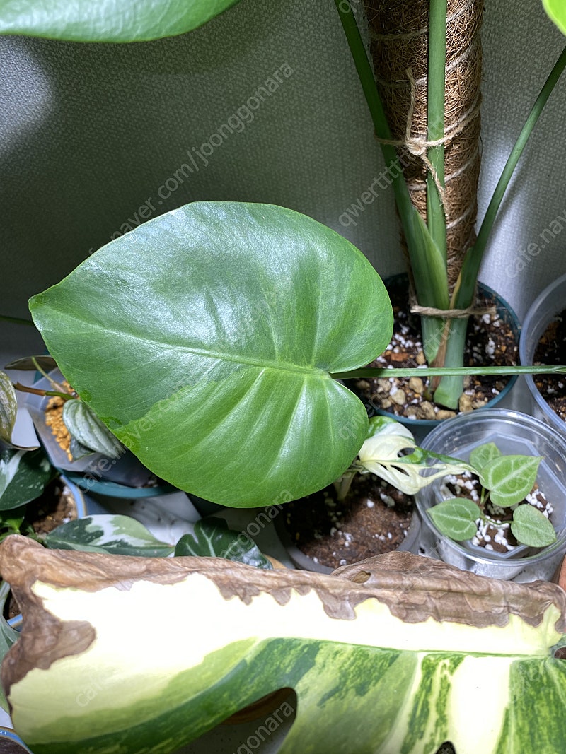 옐로우 몬스테라 델리시오사 식물 거래불발로 가격낮춰 올려용 인테리어소품 중고나라