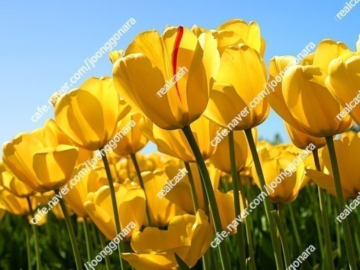 피카츄2EA(싱글레귤러),GS25시 편의점 5천원권,롯... | 기타 티켓/쿠폰/이용권 | 중고나라