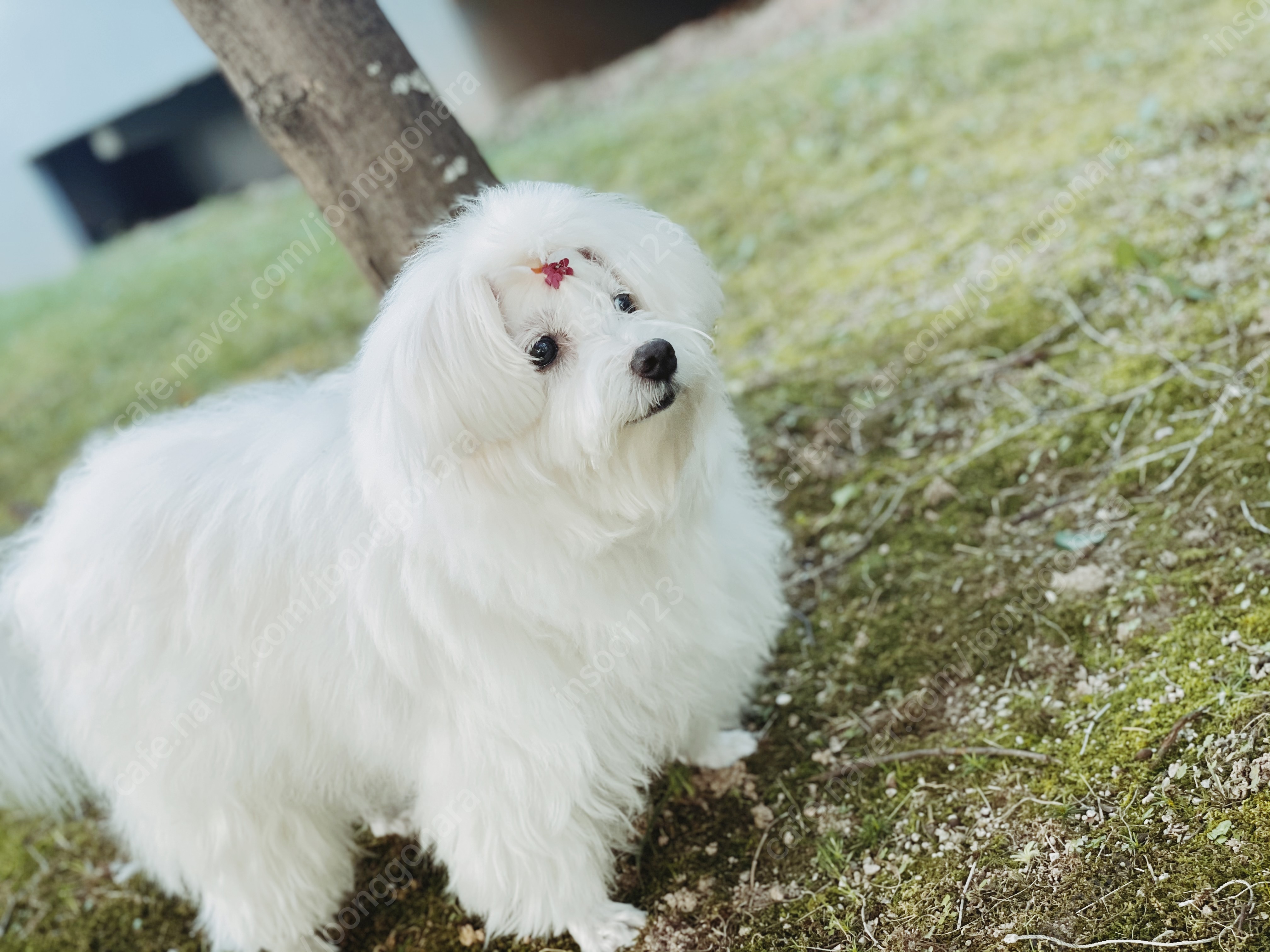 skt데이터 2기가 4000원 굽네치킨5천쿠폰 3500... | 중고나라 카페에서 운영하는 공식 사이트