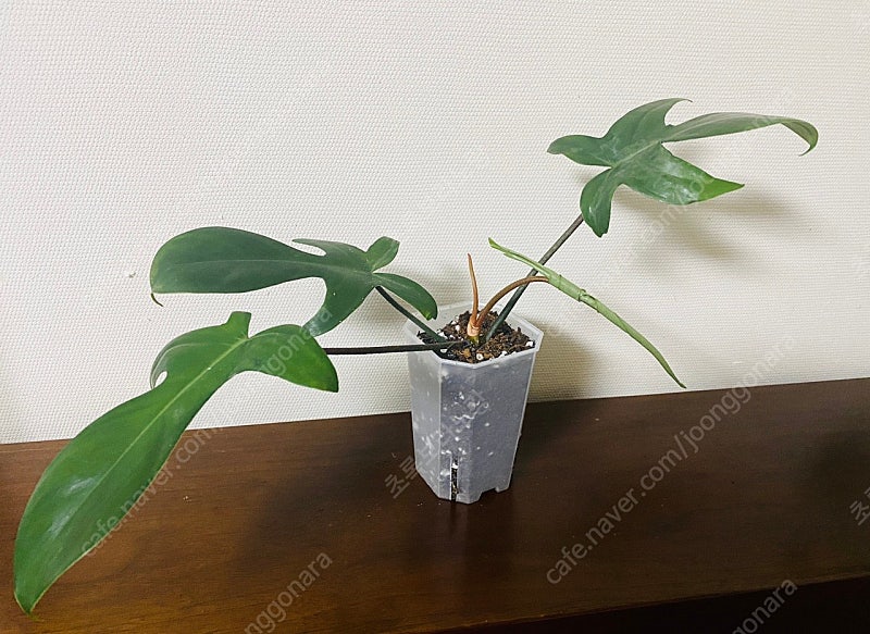 필로덴드론 플로리다뷰티 그린 인테리어소품 중고나라